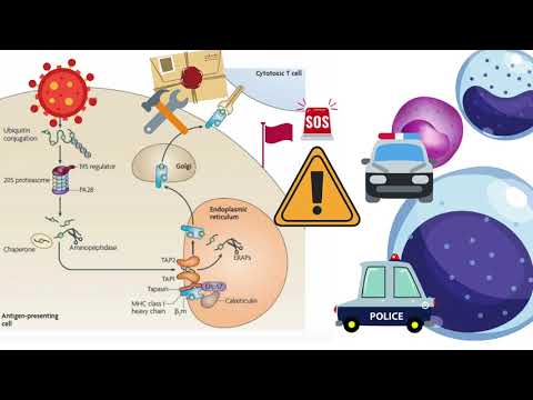 Vía endógena de presentación de antígenos. Inmunología - YouTube