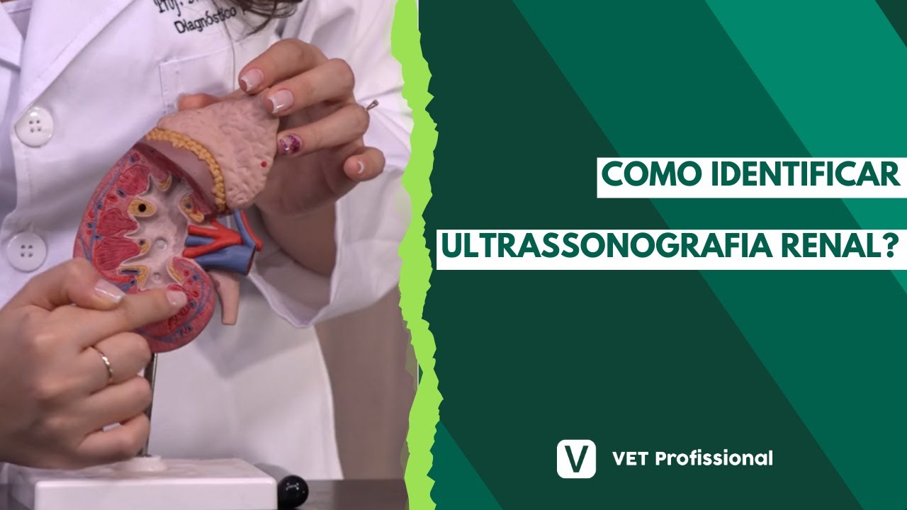 Imaginologia normal dos rins de cães e gatos - YouTube