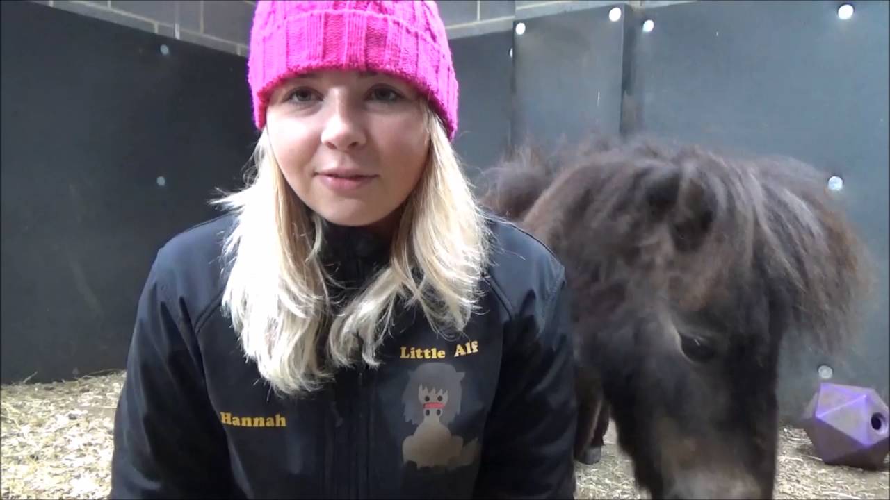 Questions & Answers with Little Alf the miniature shetland & Author ...