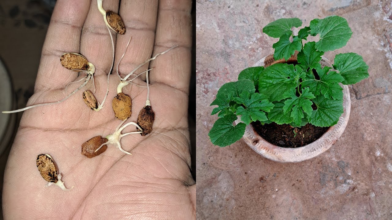 A unique method to grow krela | how to grow bitter gourd from seed | AR ...