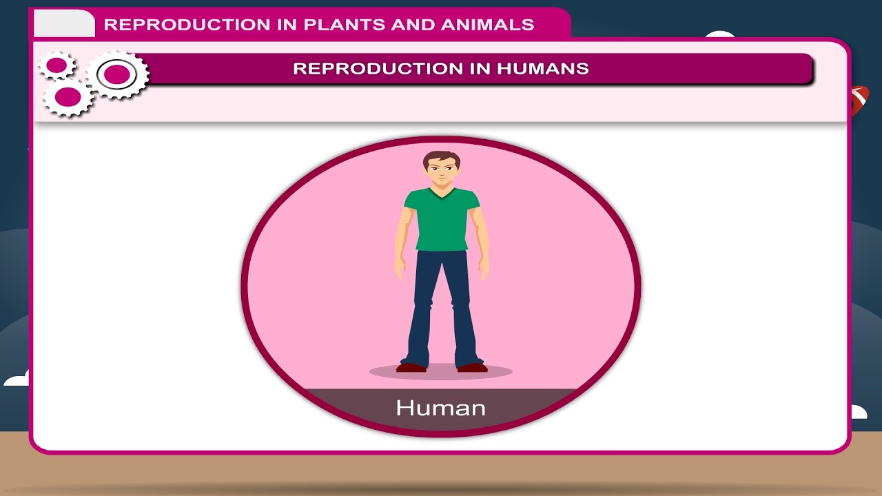 Reproduction - YouTube