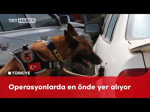 Zehir tacirlerinin korkulu rüyası, ekiplerin en büyük yardımcısı