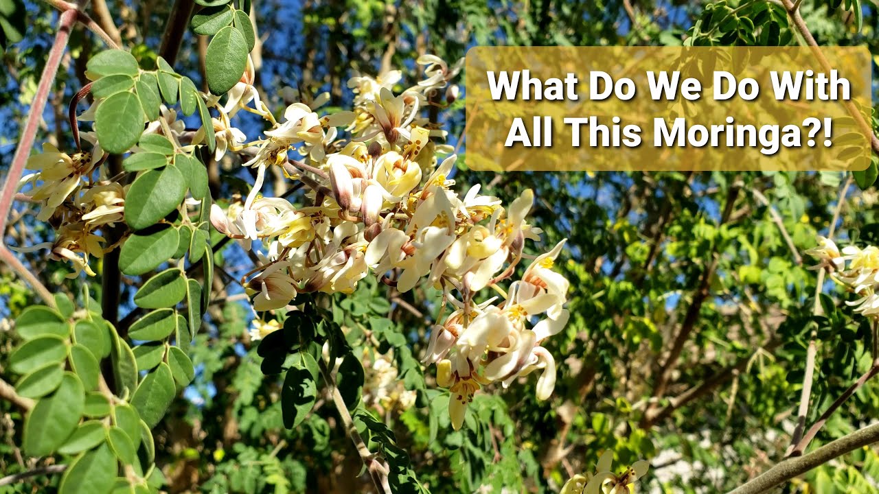 6 Year old Moringa Oleifera Tree - Arizona Desert - YouTube
