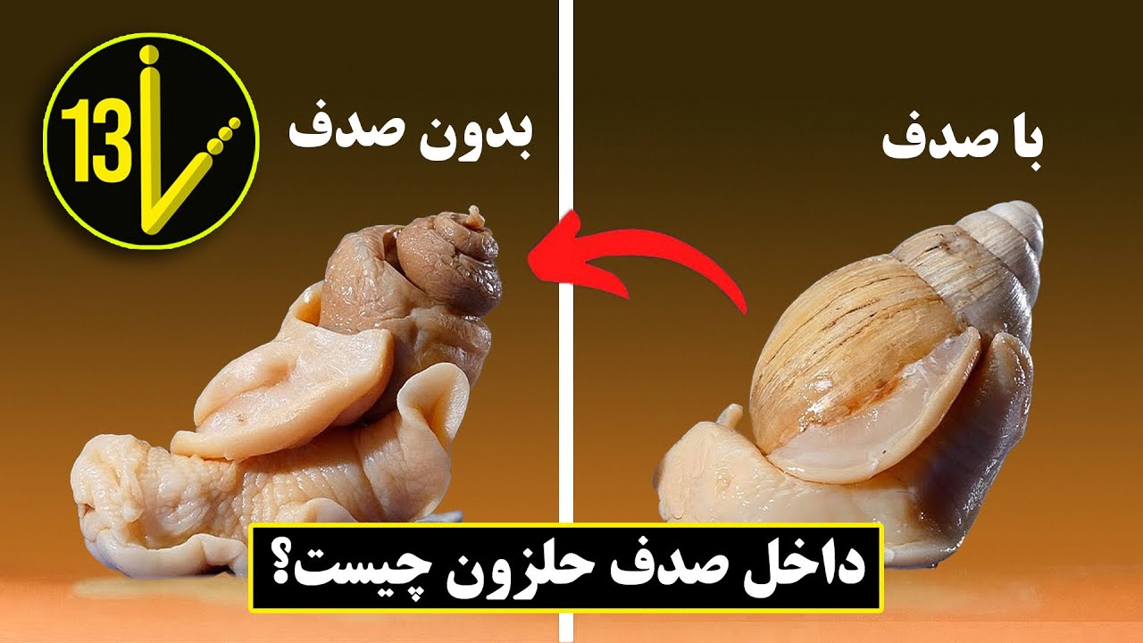 چه چیزی داخل صدف یک حلزون است؟! / What s Inside a Snail Shell - YouTube