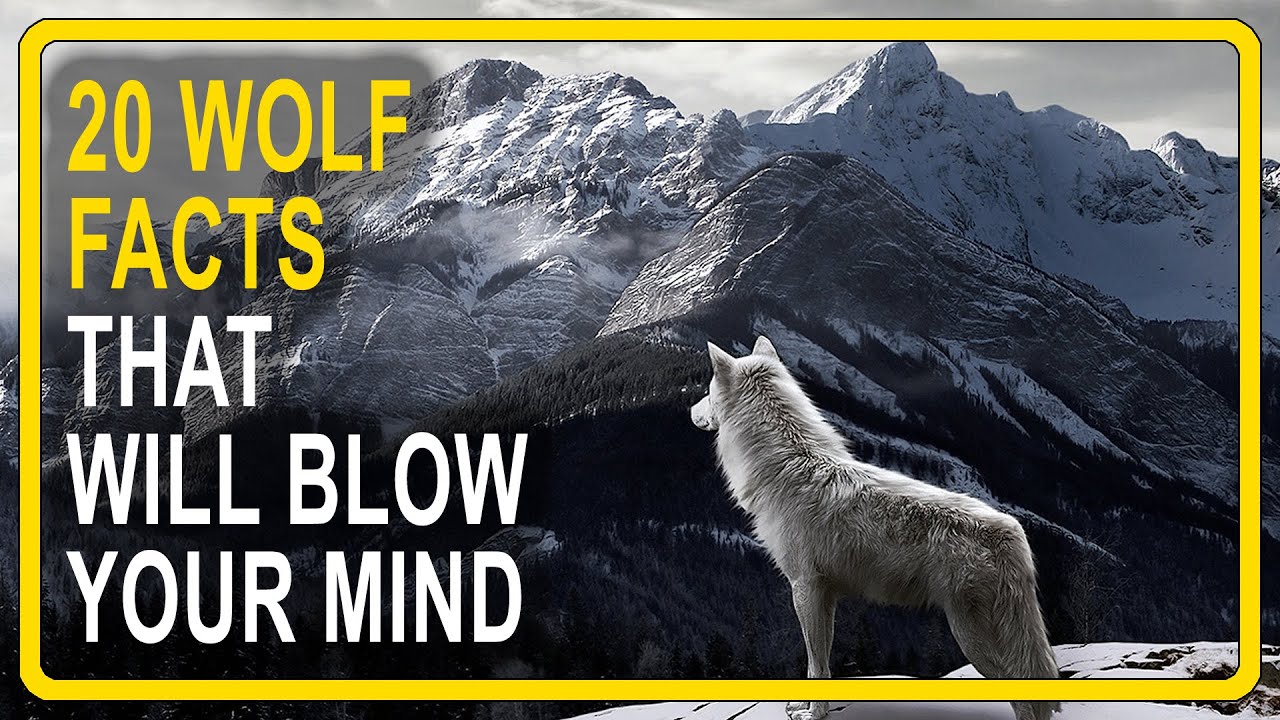 20 Wolf Facts That Will Blow Your Mind | Top Best Interesting Facts ...