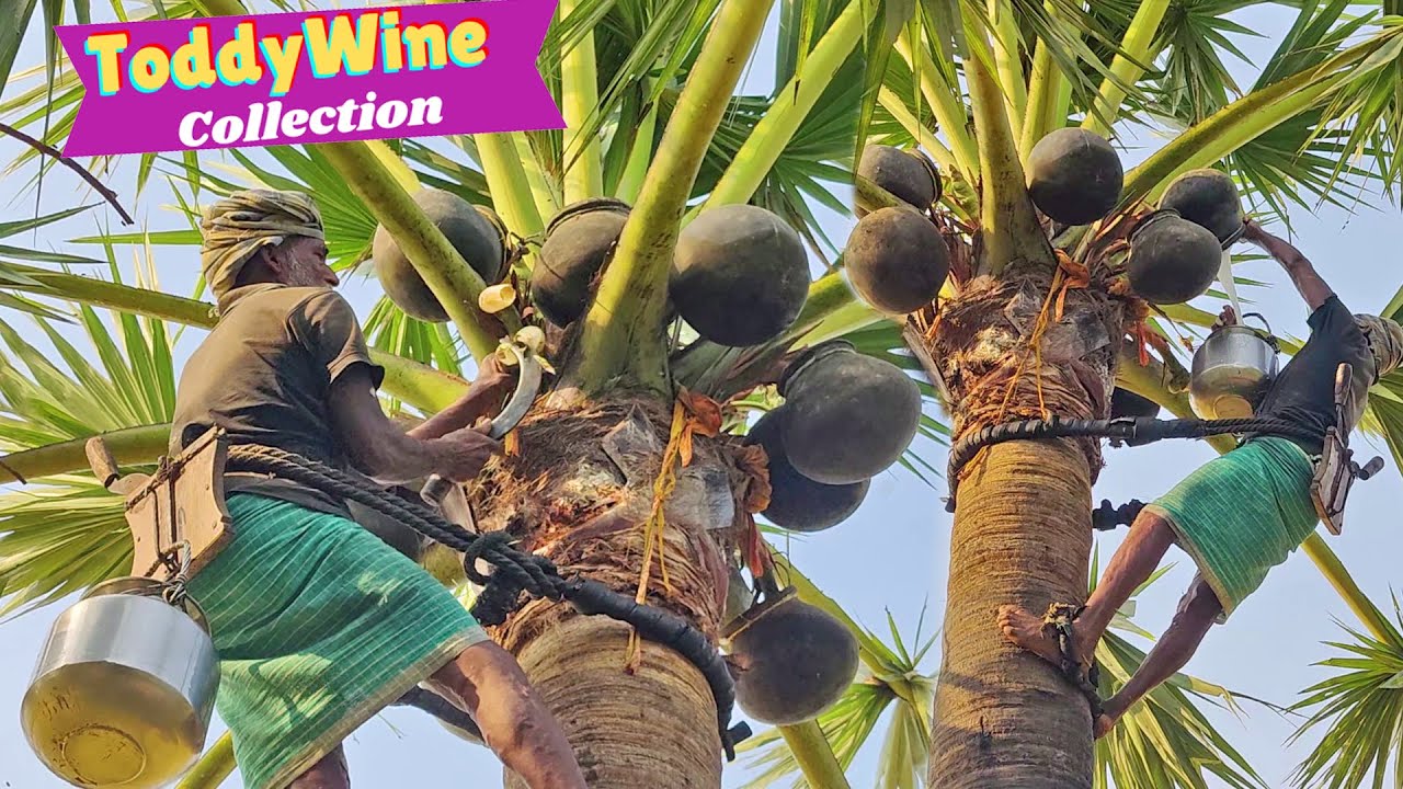 Nature's Elixir Fresh TODDY Palm Sap Collection – The Ultimate Health ...