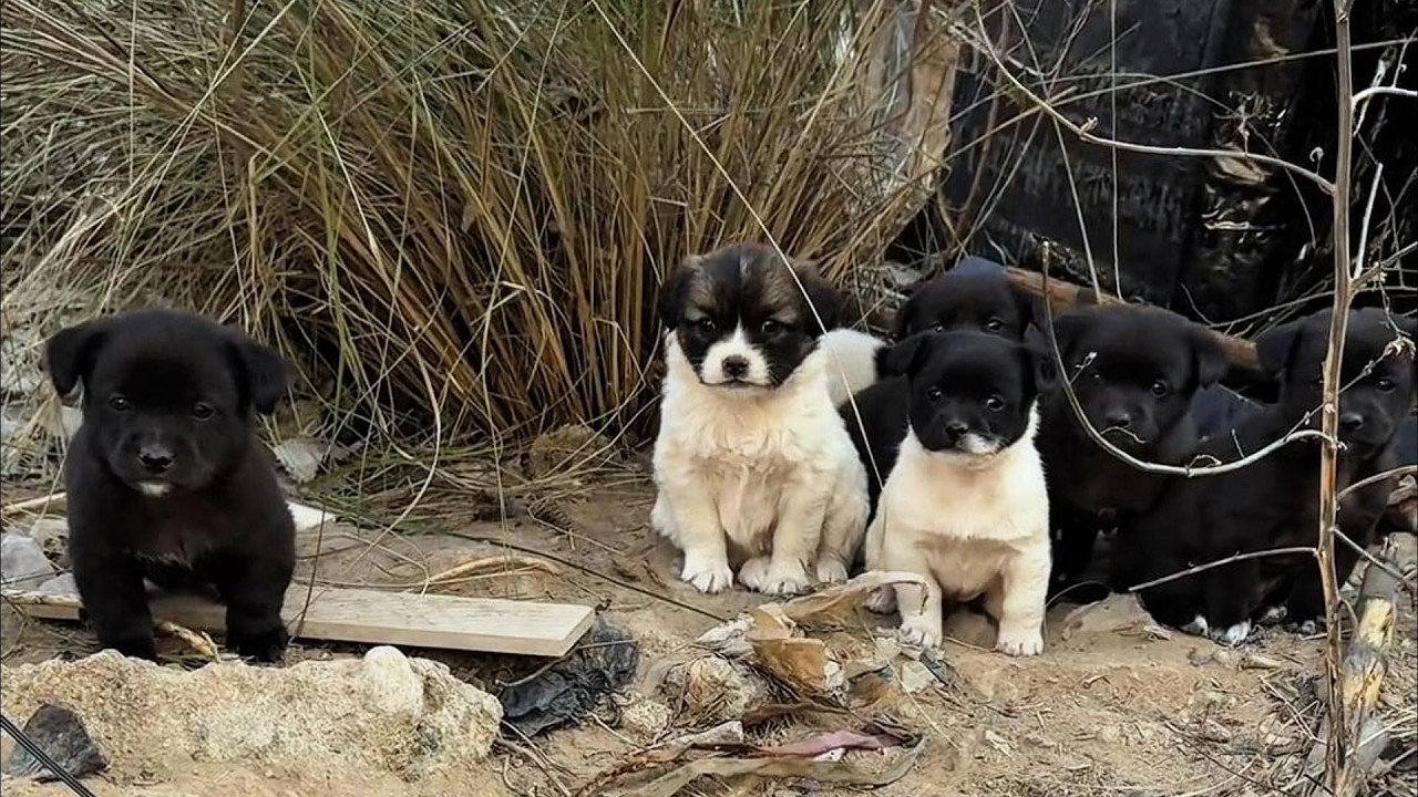 In the -10°C cold, eight hungry puppies shivered and cried for their ...