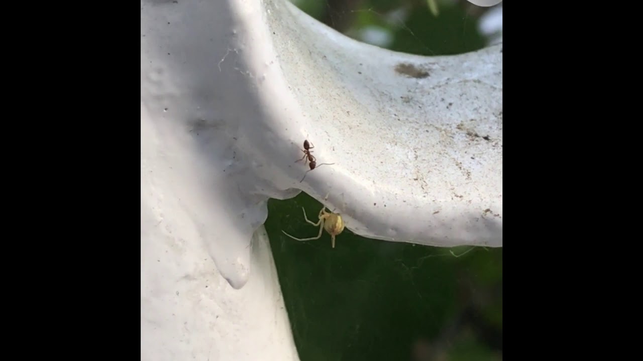 Sticky Ant - YouTube
