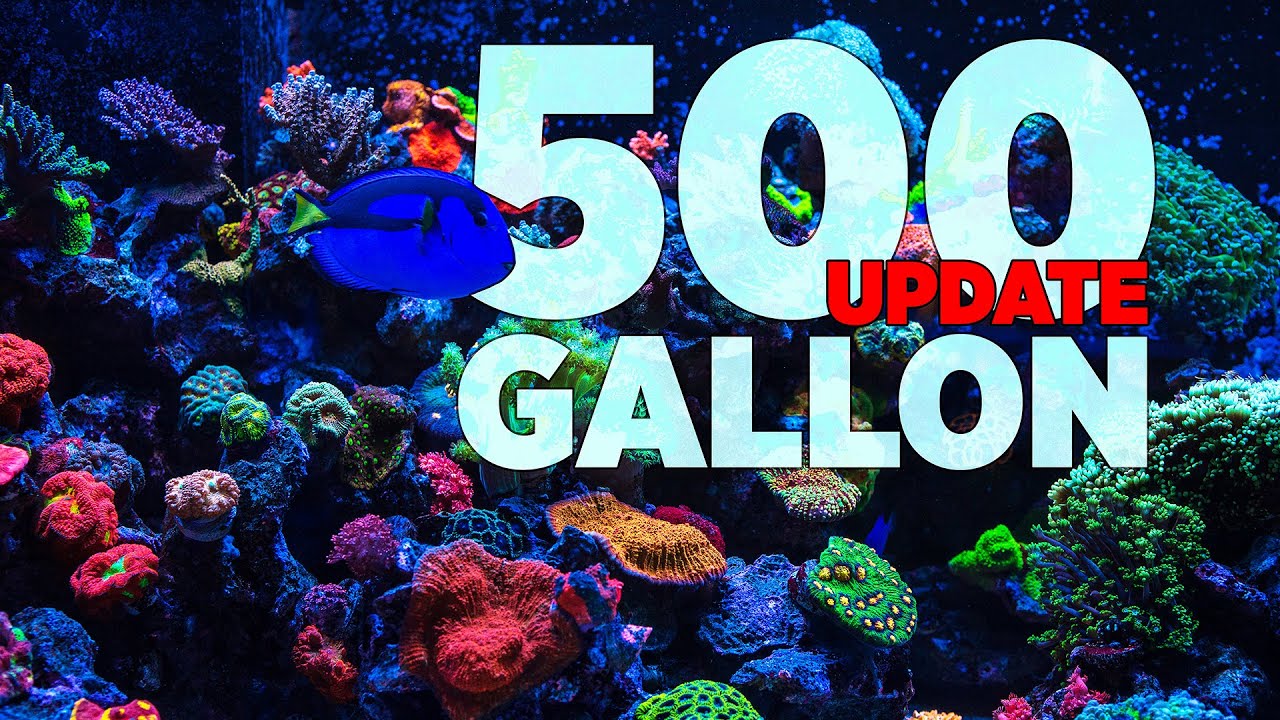 Budget Out The Window - WWC Winter Park 500 Gallon Display Tank Update ...