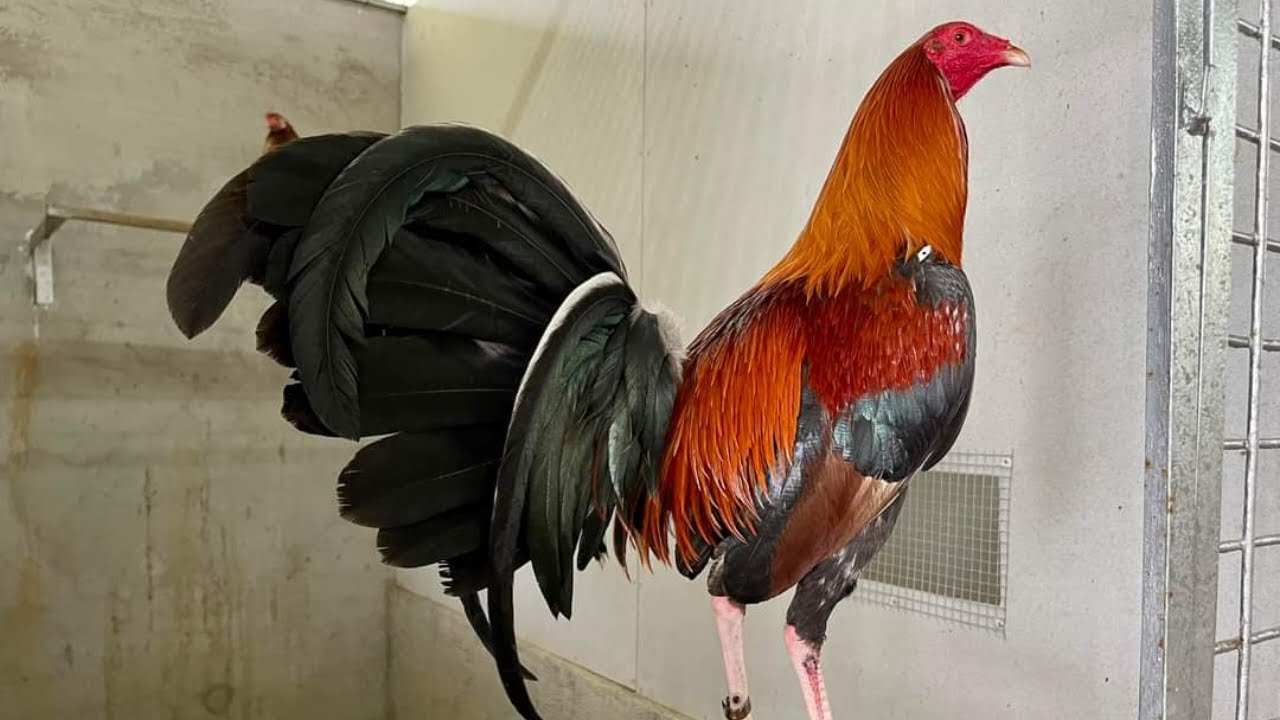 Corral de cria ,Gallo Lacy Roundhead ,Gallina Lacy Roundhead y Gallina ...