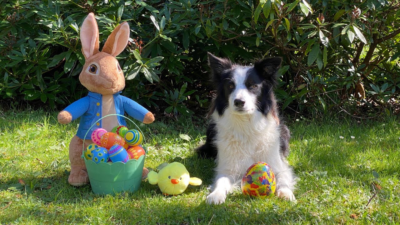 Rory the Quirky Border Collie - Animal Tricks with Easter Eggs - Trick ...