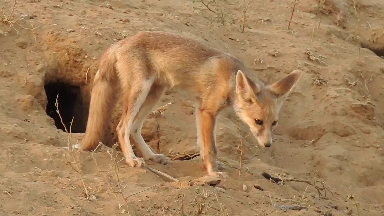 White footed fox Rajasthan India - YouTube