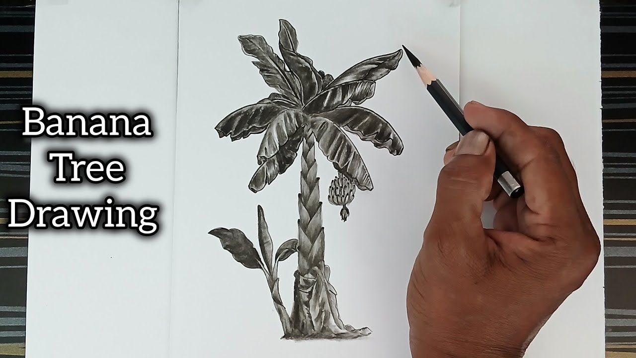 How to draw banana tree sketch step by step with pencil. - YouTube