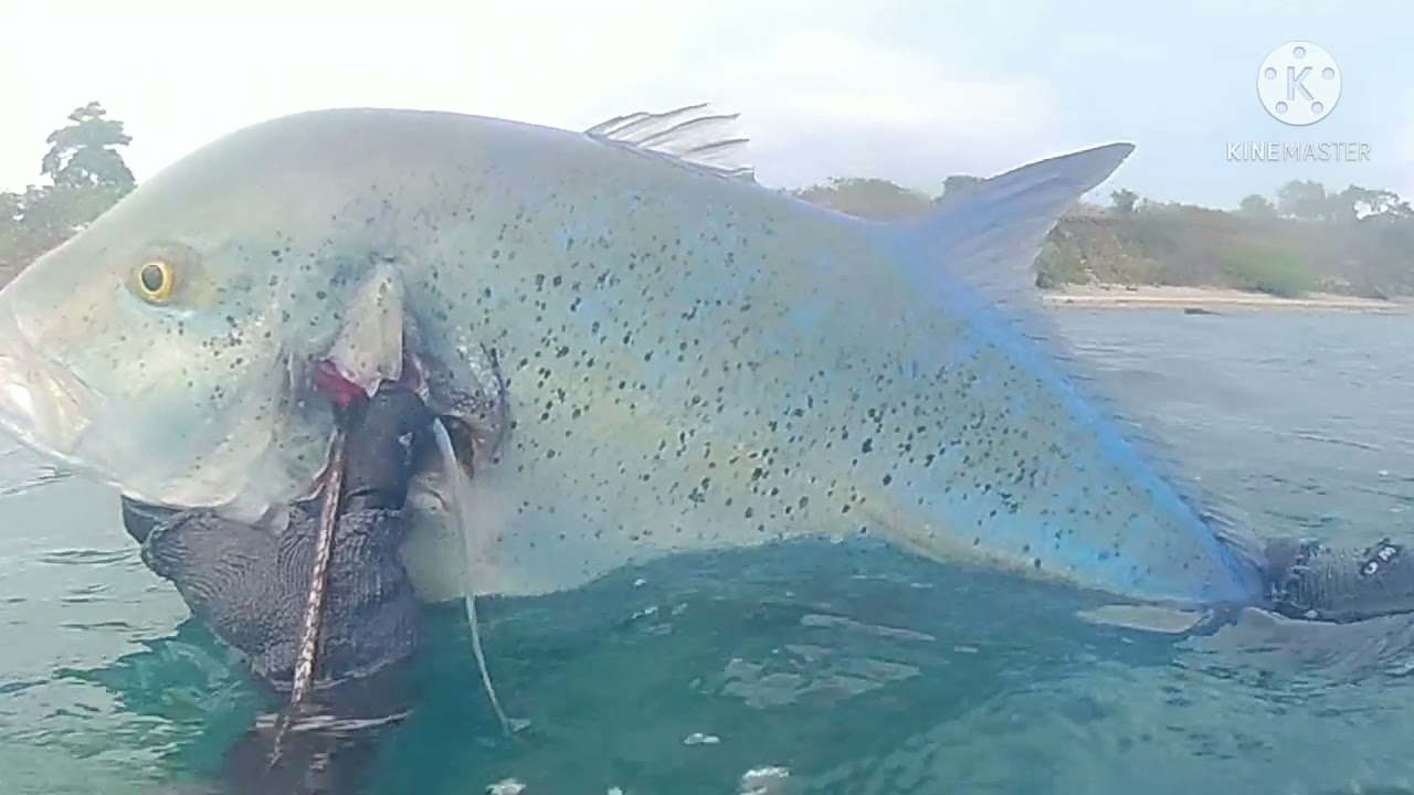 Spearfishing pinggiran,dapat Bobara Biru"Trevally" - YouTube