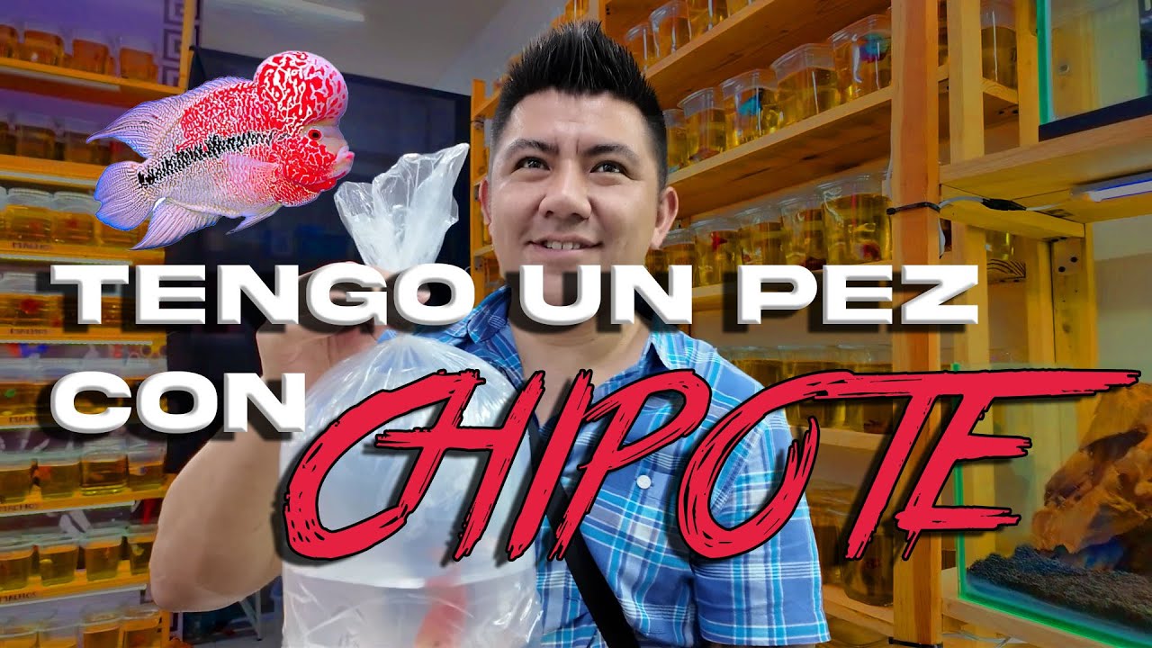 ME REGALARON UN PEZ FLOWER HORN | BETTAS LEINAD | Payrex - YouTube