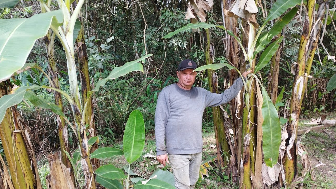 🟢 | COMO TER UM POMAR QUE PRODUZ 10 VEZES MAIS DO QUE O NORMAL ...