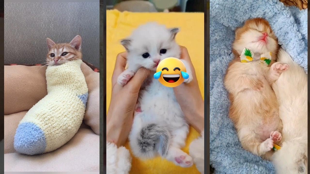 Funny Cats 2024 😻 kitten meowing crying 😻 #cathouse #7903 - YouTube