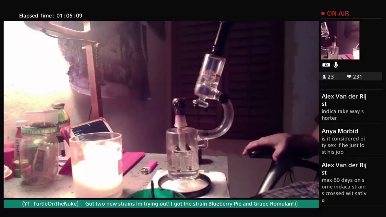 Blueberry Pie strain reveiw! w/TURTLE! :D - YouTube