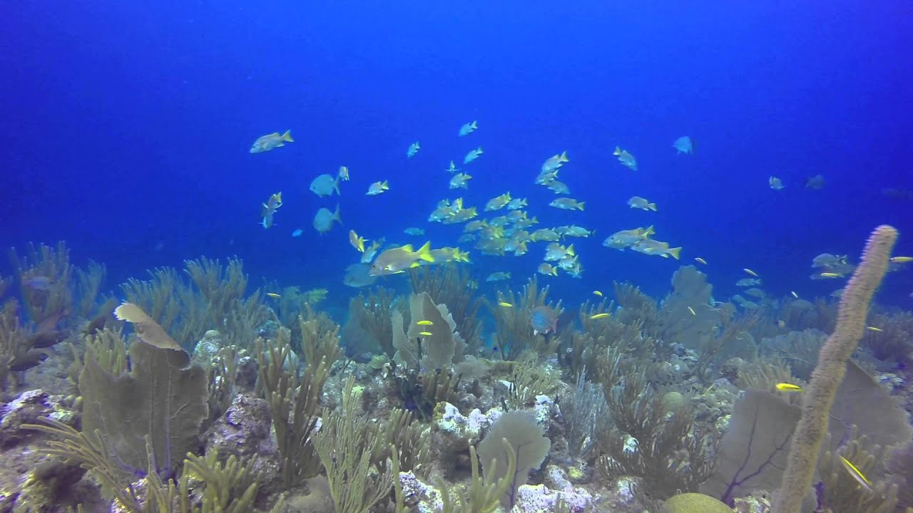 Black Rock reef - YouTube