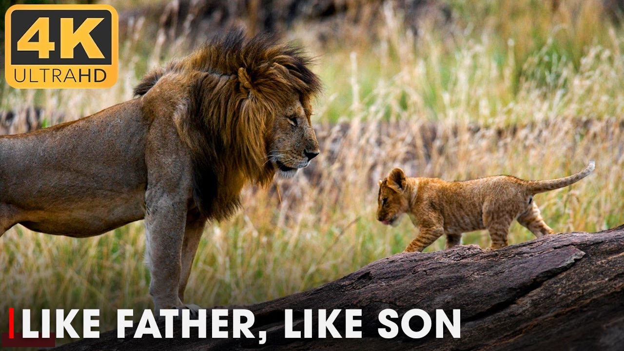 LIONS | True Kings of Africa's Wildlife | Nature Animal Documentary ...