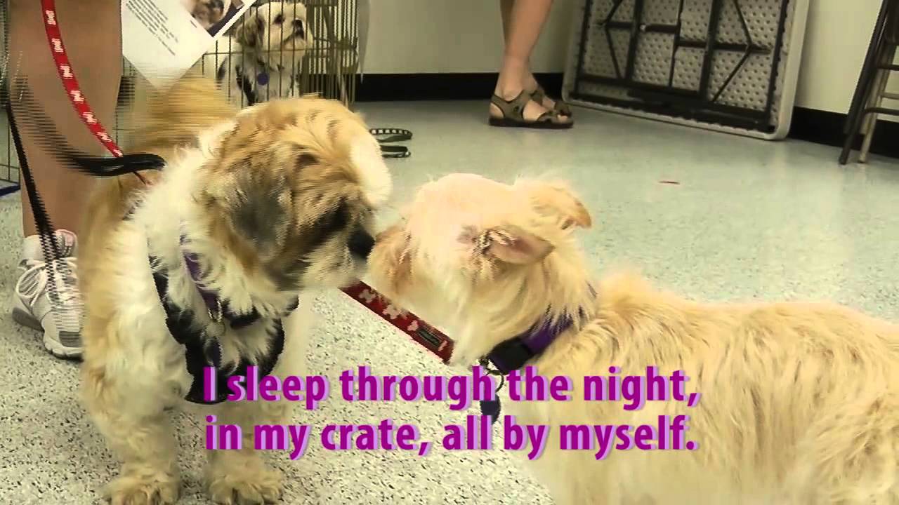Miranda: Shih Tzu/Boston Terrier mix - YouTube