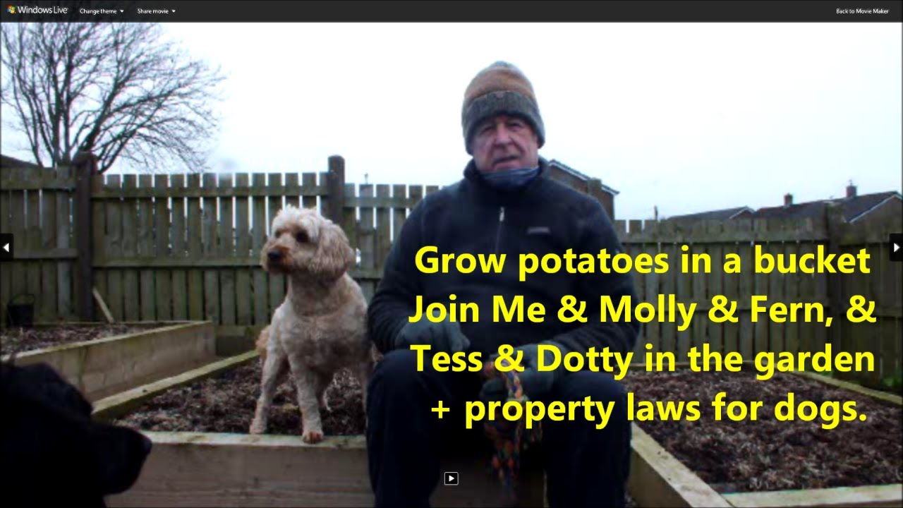 Grow potatoes. Join Me & Molly & Fern, & Tess & Dotty in the garden ...
