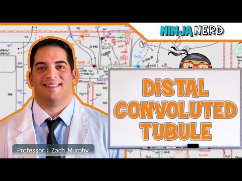 Renal | Distal Convoluted Tubule