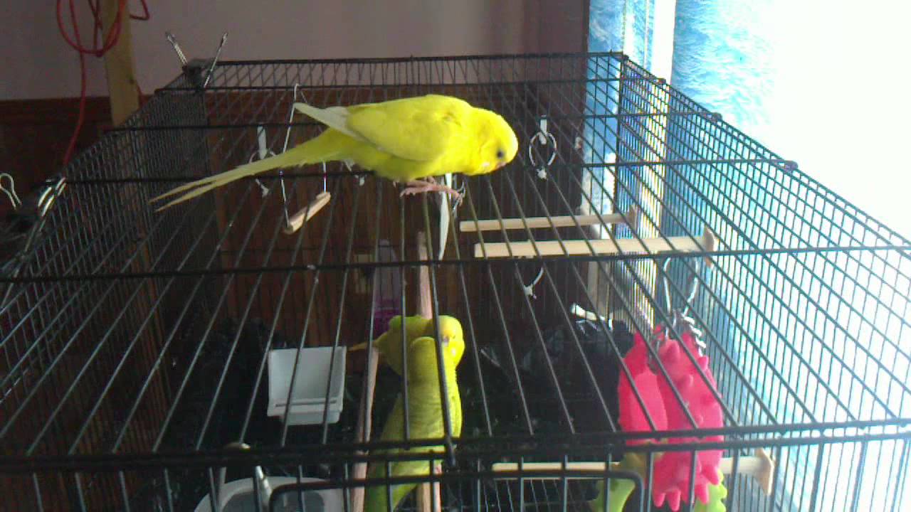 Jealous bird gets MAD - YouTube