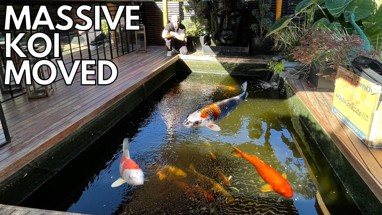 MASSIVE FISH RESCUE WITH SIMS TROPICAL FISH MONSTER KOI CARP - YouTube