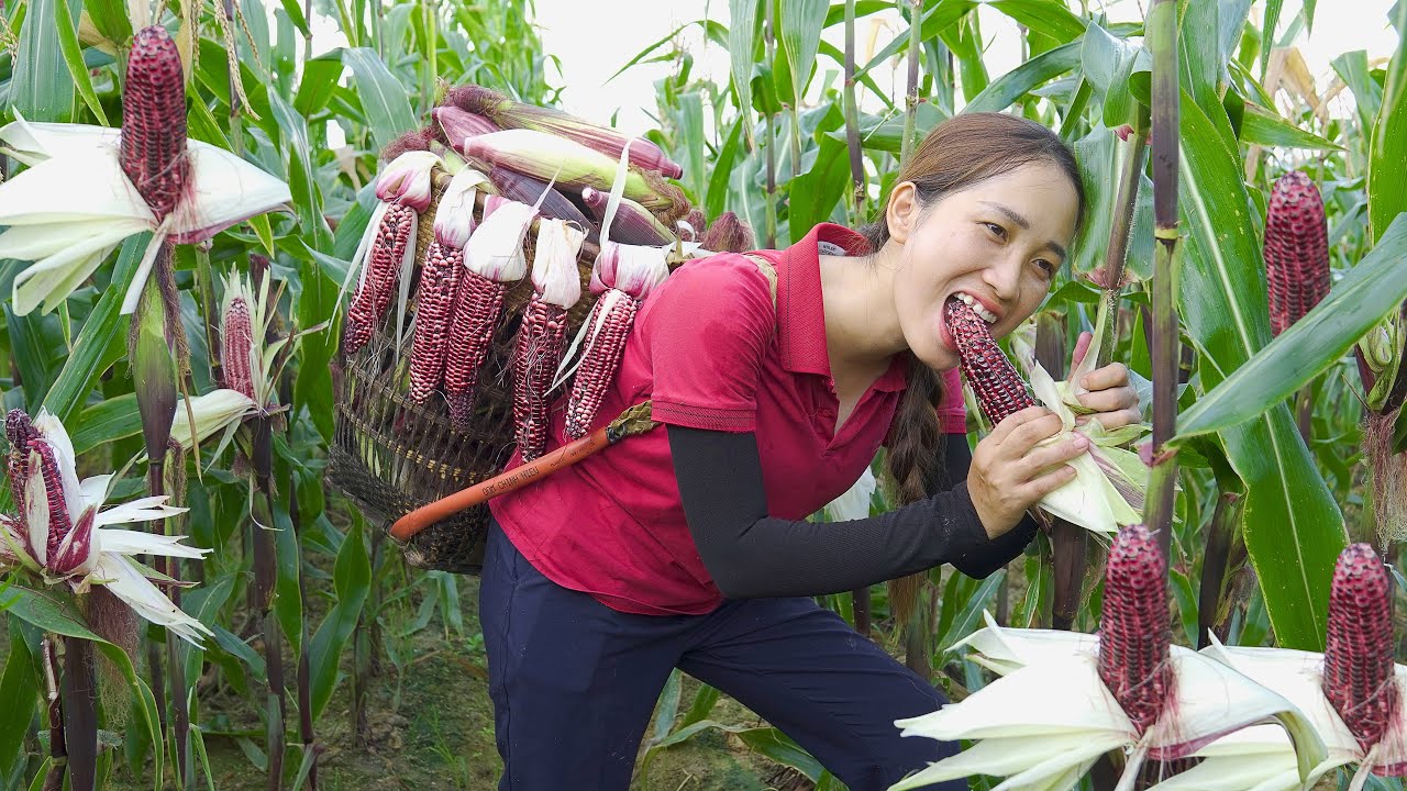FULL VIDEO : 60 DAYS Harvesting Specialties Fire Corn Goes to the ...