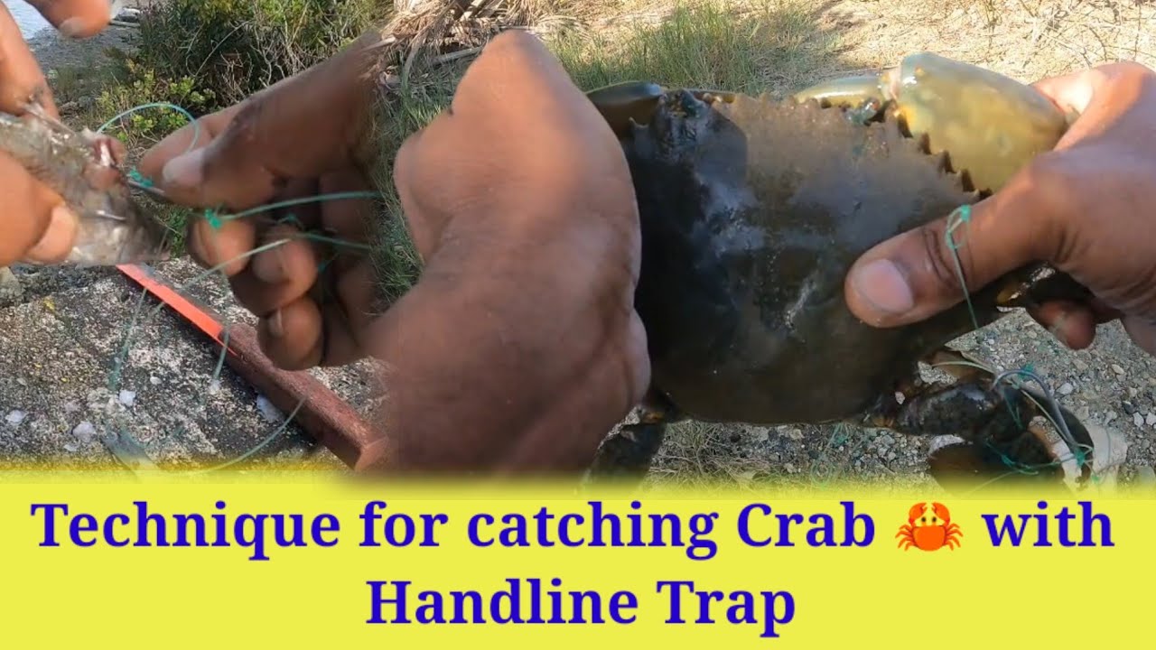 How to catch a big size Crab with Handline trap, easy tips for ...