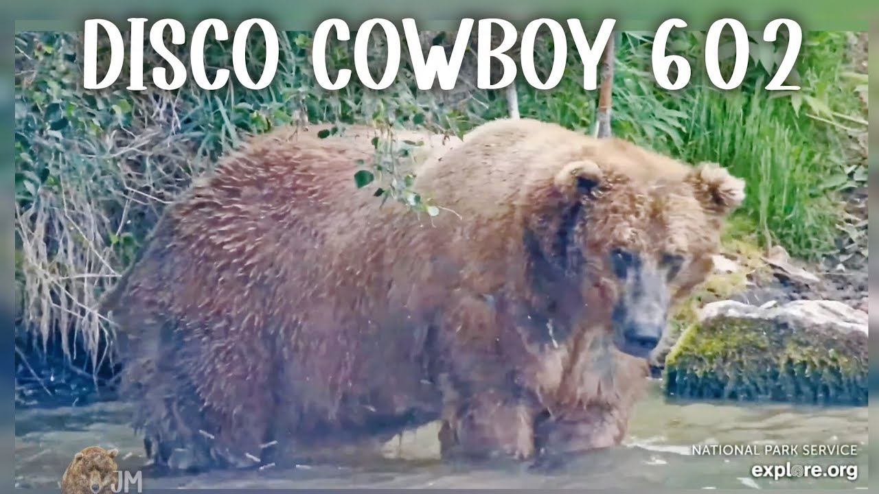 602 With Cowboy Dance ︎ 7/13/25 ︎ Katmai Brown Bears ︎ Explore.org ...