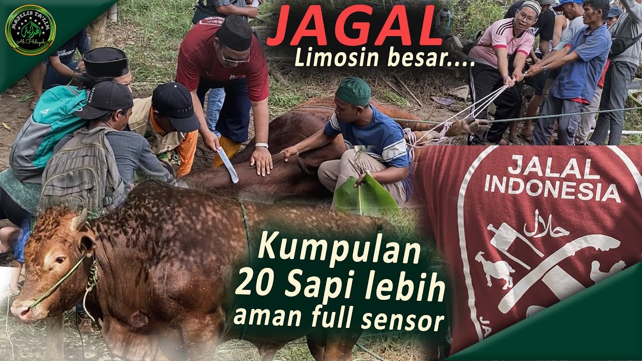 JALAL (JAGAL HALAL INDONESIA KALSEL). kumpulan Jagal sapi 20 ekor lebih ...