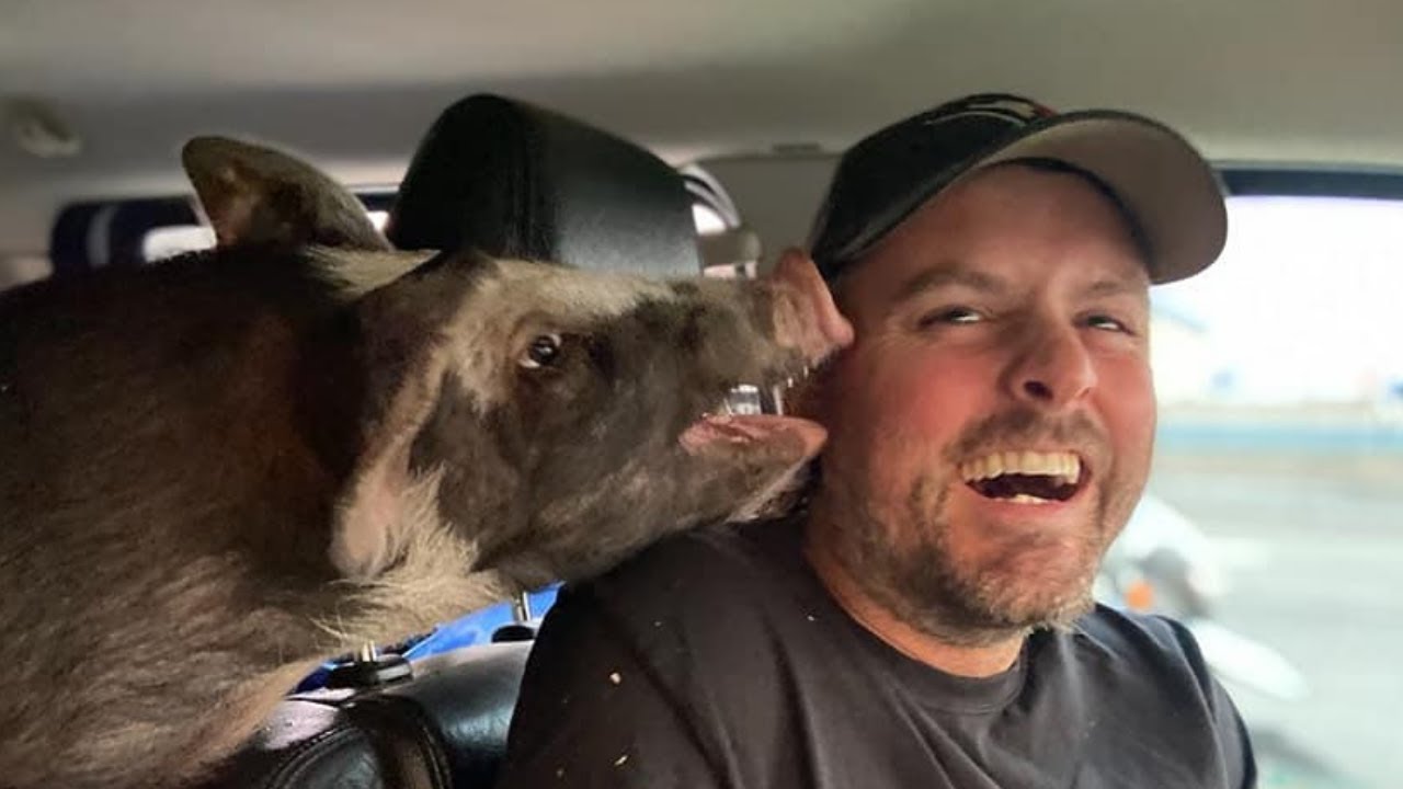 Our New PIGS are TRAINED to SIT and do TRICKS!!! (Week 8) - YouTube