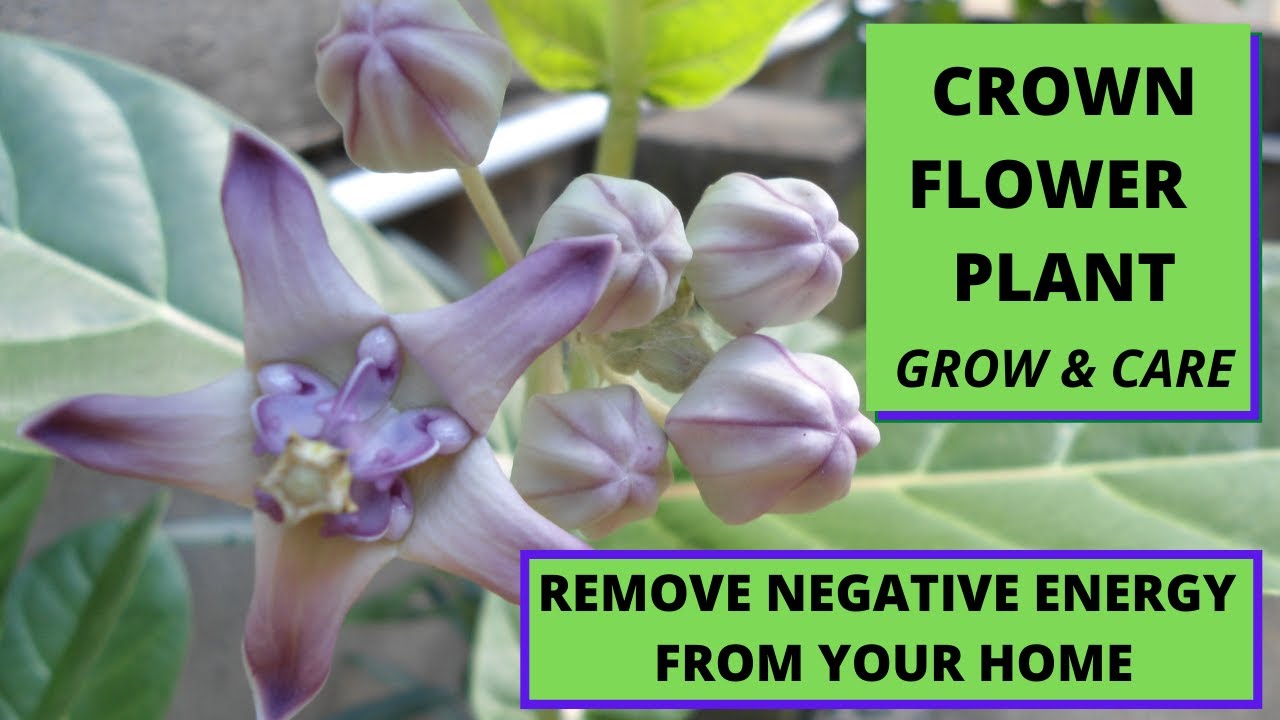 Crown flower plant/shwetark plant/aak/aakh plant/madar plant/ aakondo ...