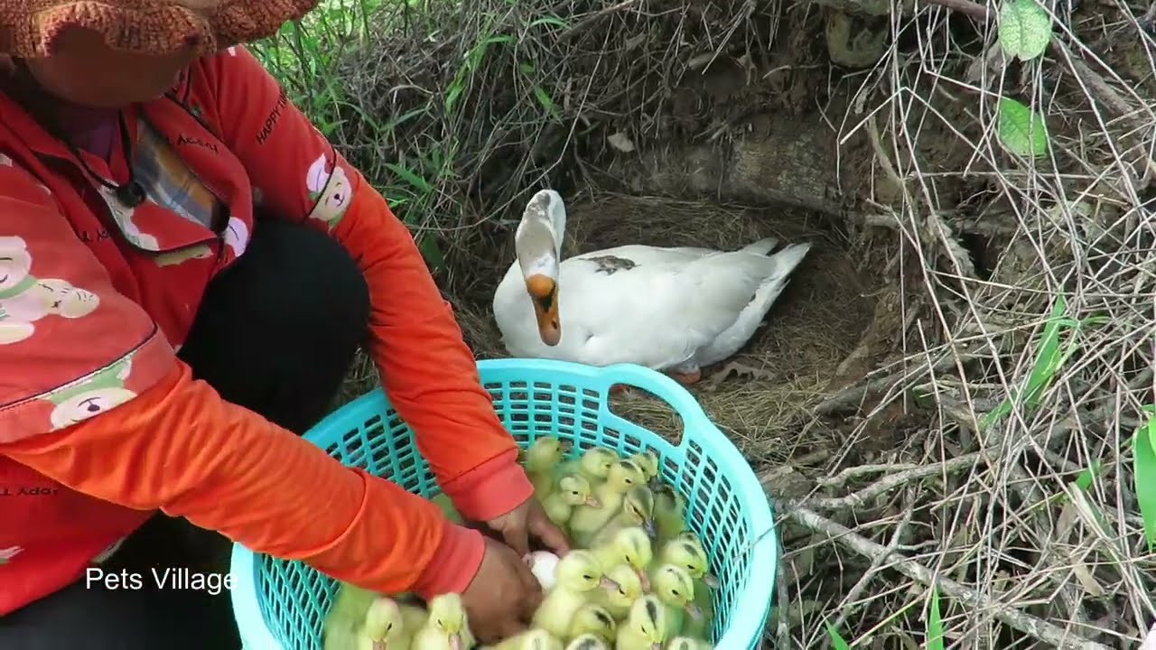 Ducklings Hatching From Eggs _ Harvesting Lots Of Baby Ducks Born In ...