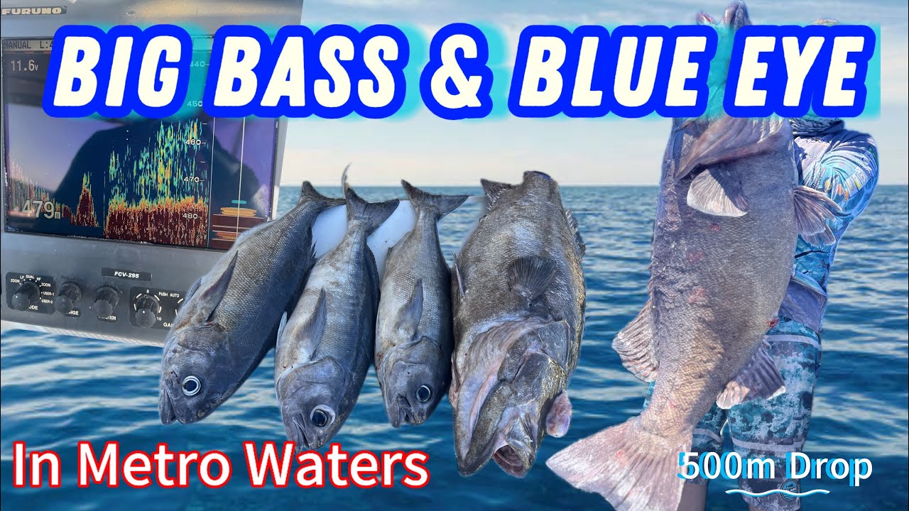 Big Bass Groper & Blue Eye Trevalla in Metro Waters - YouTube