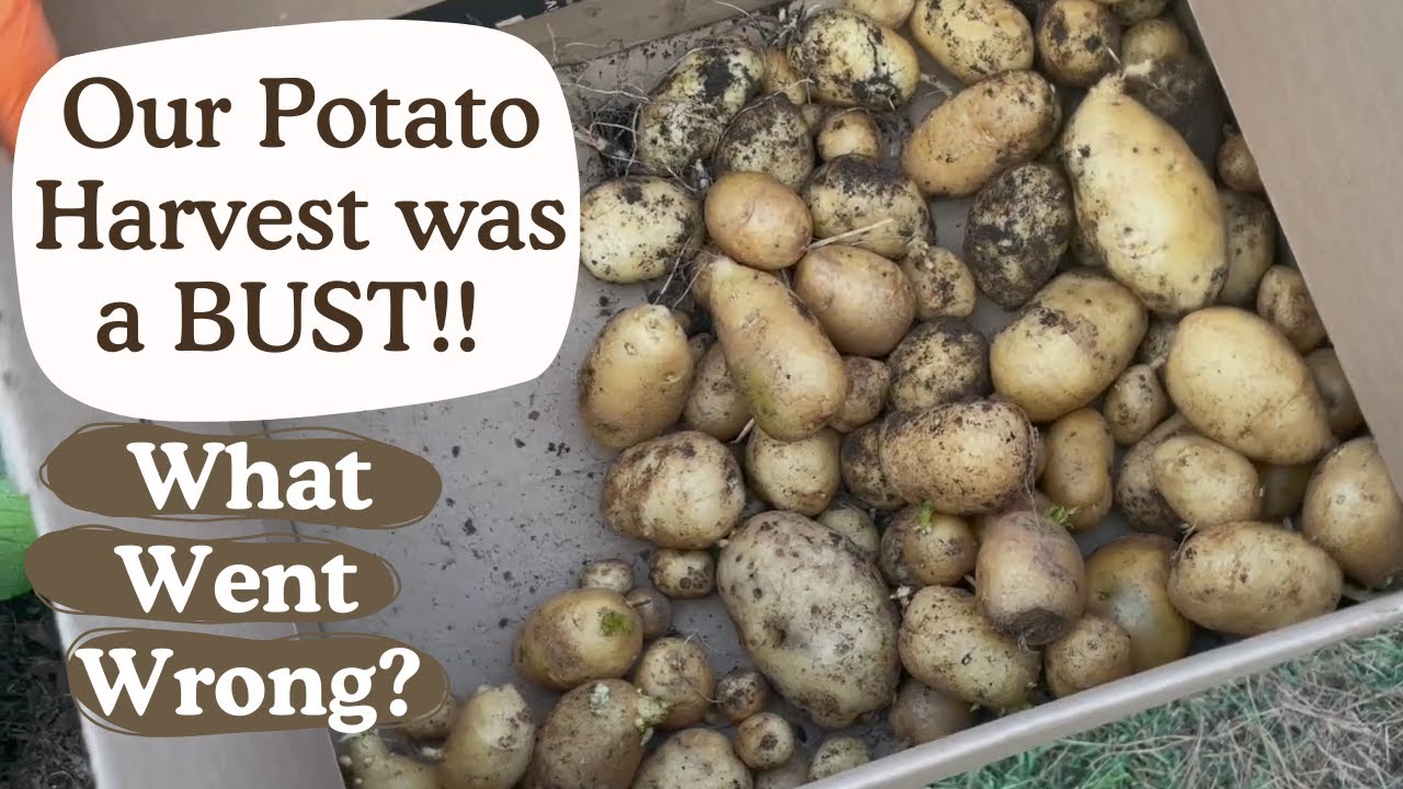 POTATO HARVEST FAIL!!! | WHAT WENT WRONG?? | GARDENING - YouTube