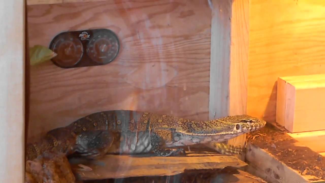Nile Monitor - Cage Tour - YouTube