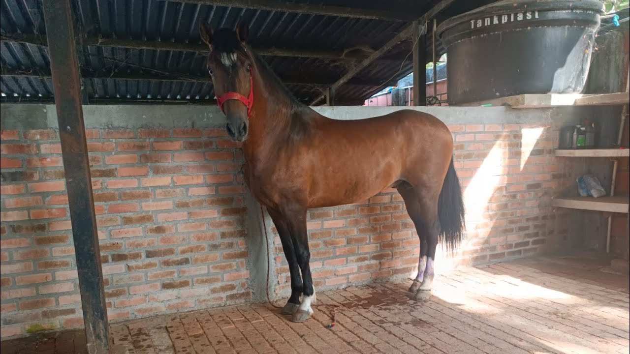 sistemas de producción equina - YouTube