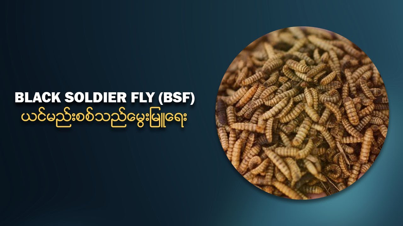 Black Soldier Fly (BSF) ယင်မည်းစစ်သည် မွေးမြူရေး _ (Myanmar Narration ...