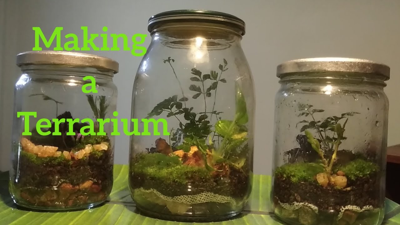 Making a Simple Terrarium - YouTube