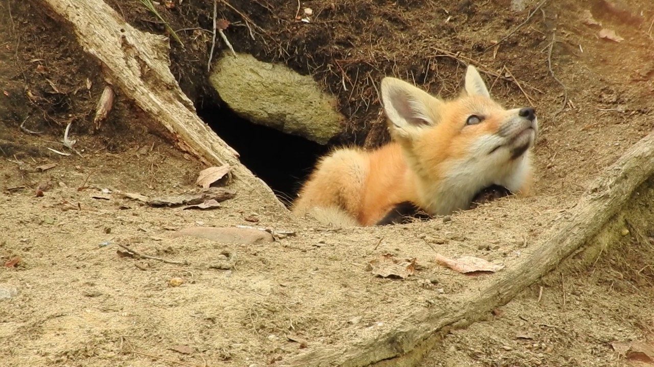 Fox kits: "Forest" (resting in den) and "Cheeseburger, the curious" 5/ ...