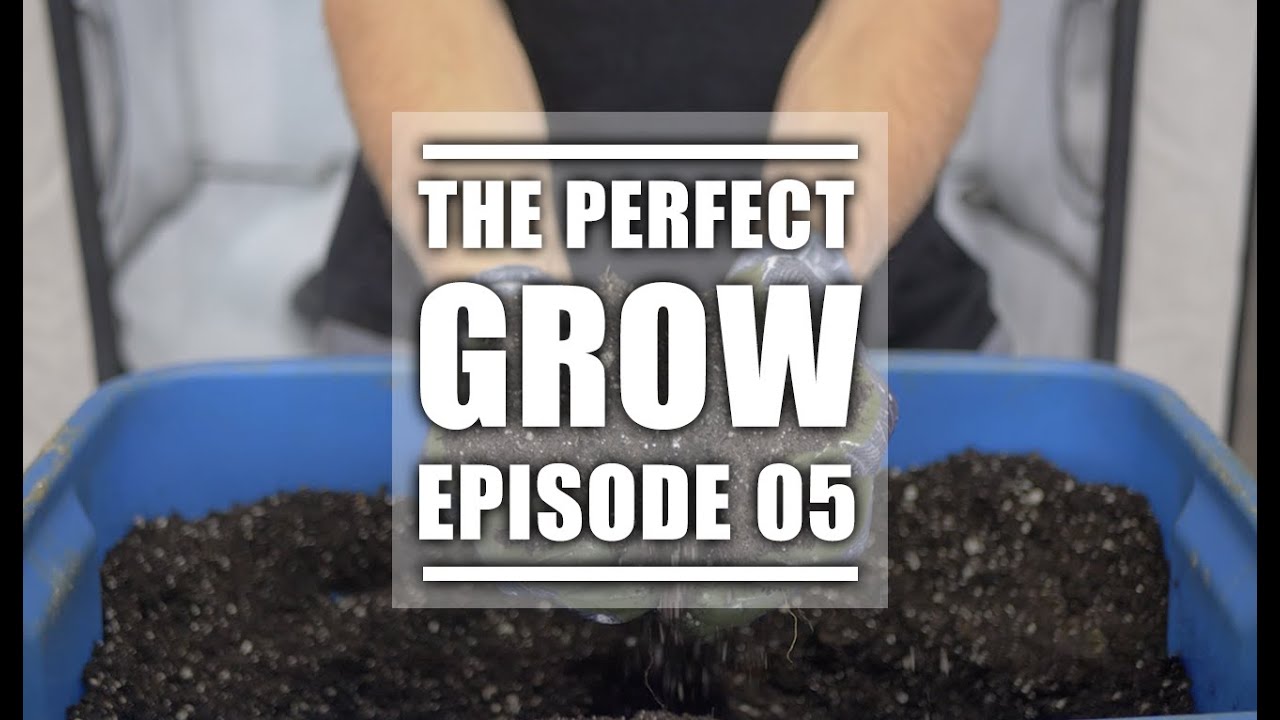 The Best Soil For Weed | The Perfect Grow | EP5 - YouTube