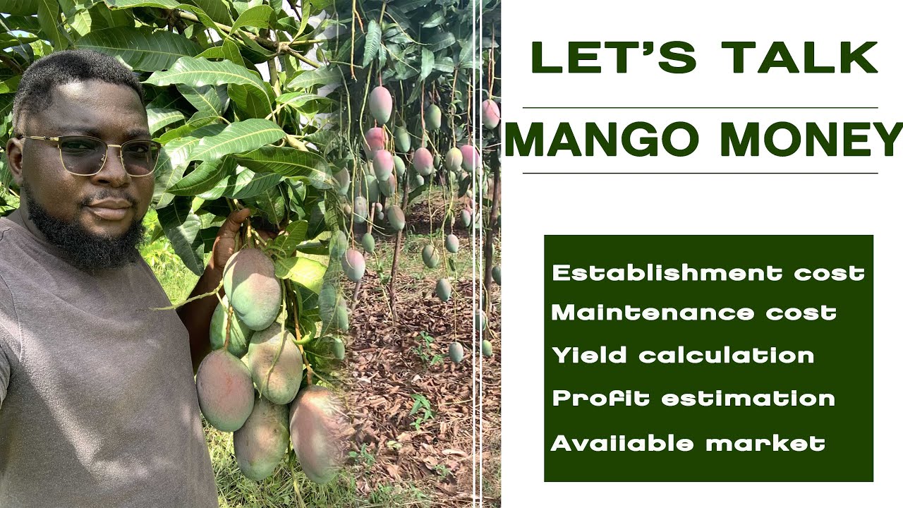 Let's talk MANGO MONEY (watch 'til end) All you need to know | #mango # ...