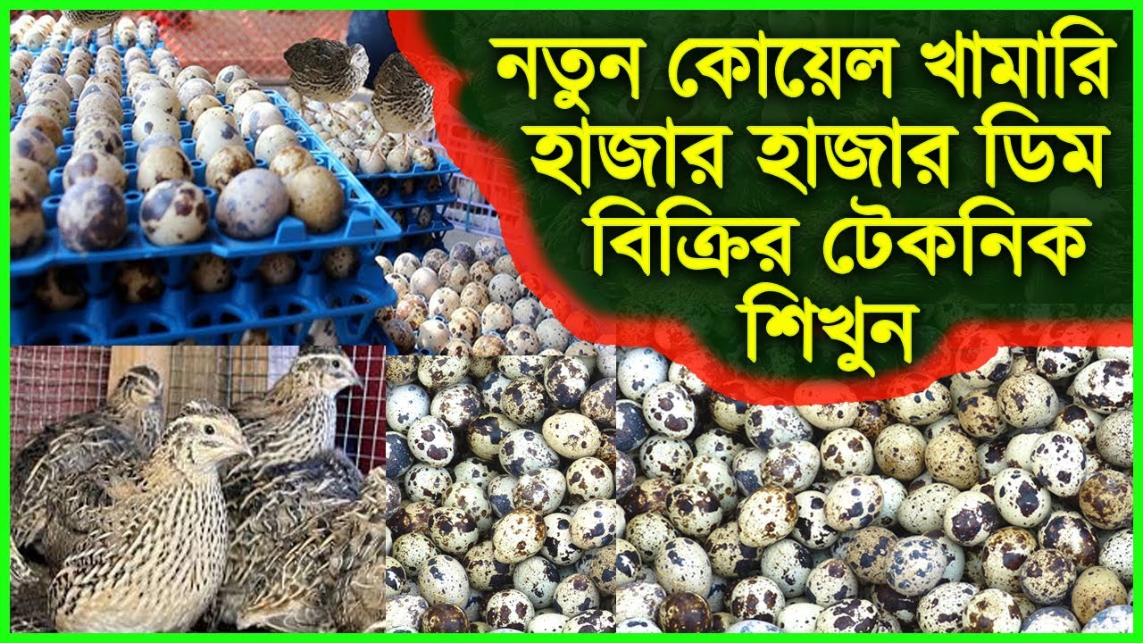 নিমিষেই কোয়েল পাখির হাজার হাজার ডিম বিক্রি করার উপায় জানুন? | Quail ...
