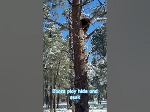 Bears play hide and seek! - YouTube