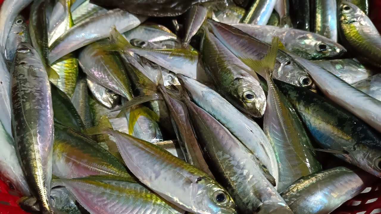 DON Bagoong TV is Live! #jackpotnanaman #sandyungin #galunggong # ...