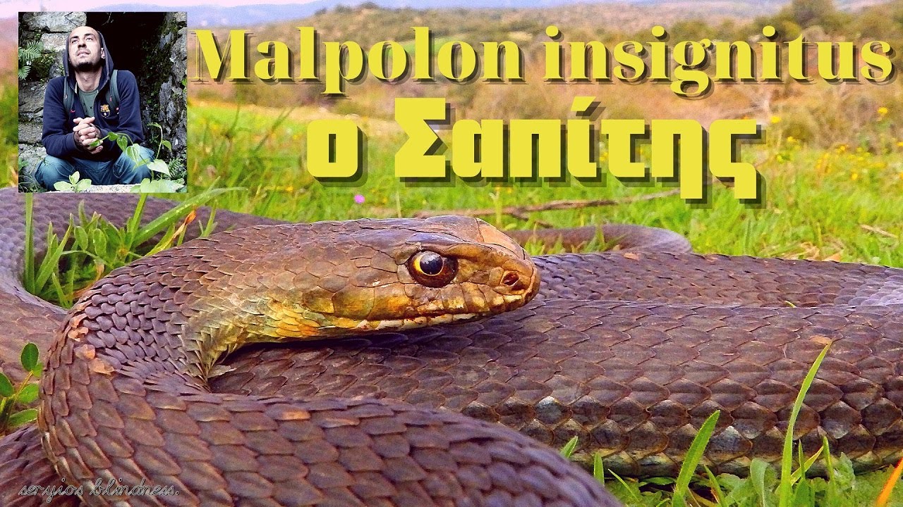 Malpolon monspessulanus insignitus.Σαπίτης _Σε αργή πλάγια κίνηση ...