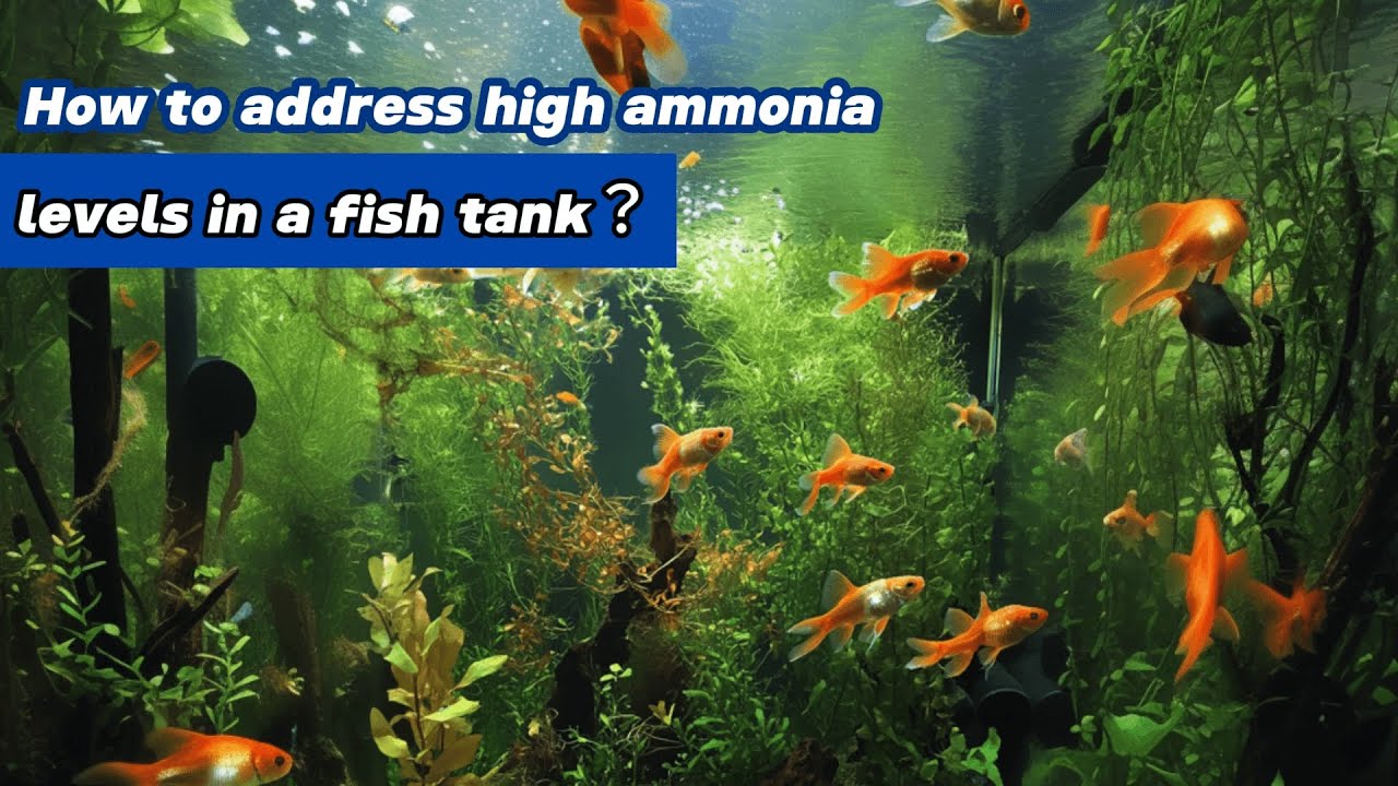 How to address high ammonia levels in a fish tank? - YouTube